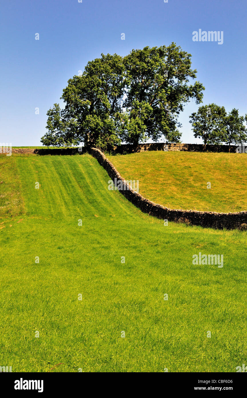 Trees skyline dales hi-res stock photography and images - Alamy
