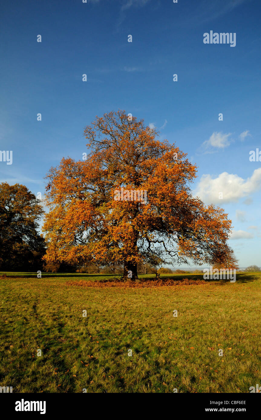 Oak tree uk autumn hi-res stock photography and images - Alamy