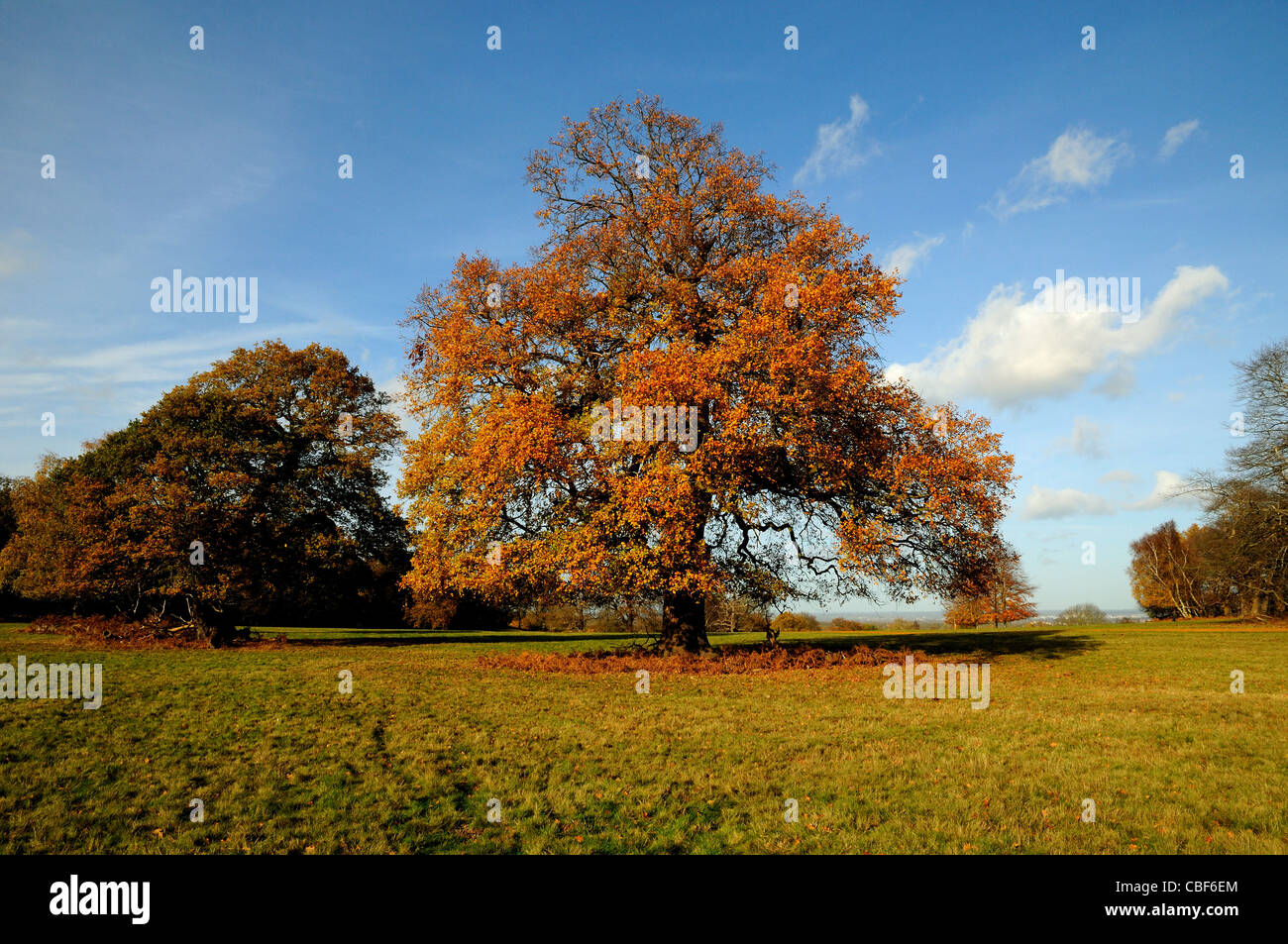 English Oak tree in autumnal colours Stock Photo - Alamy
