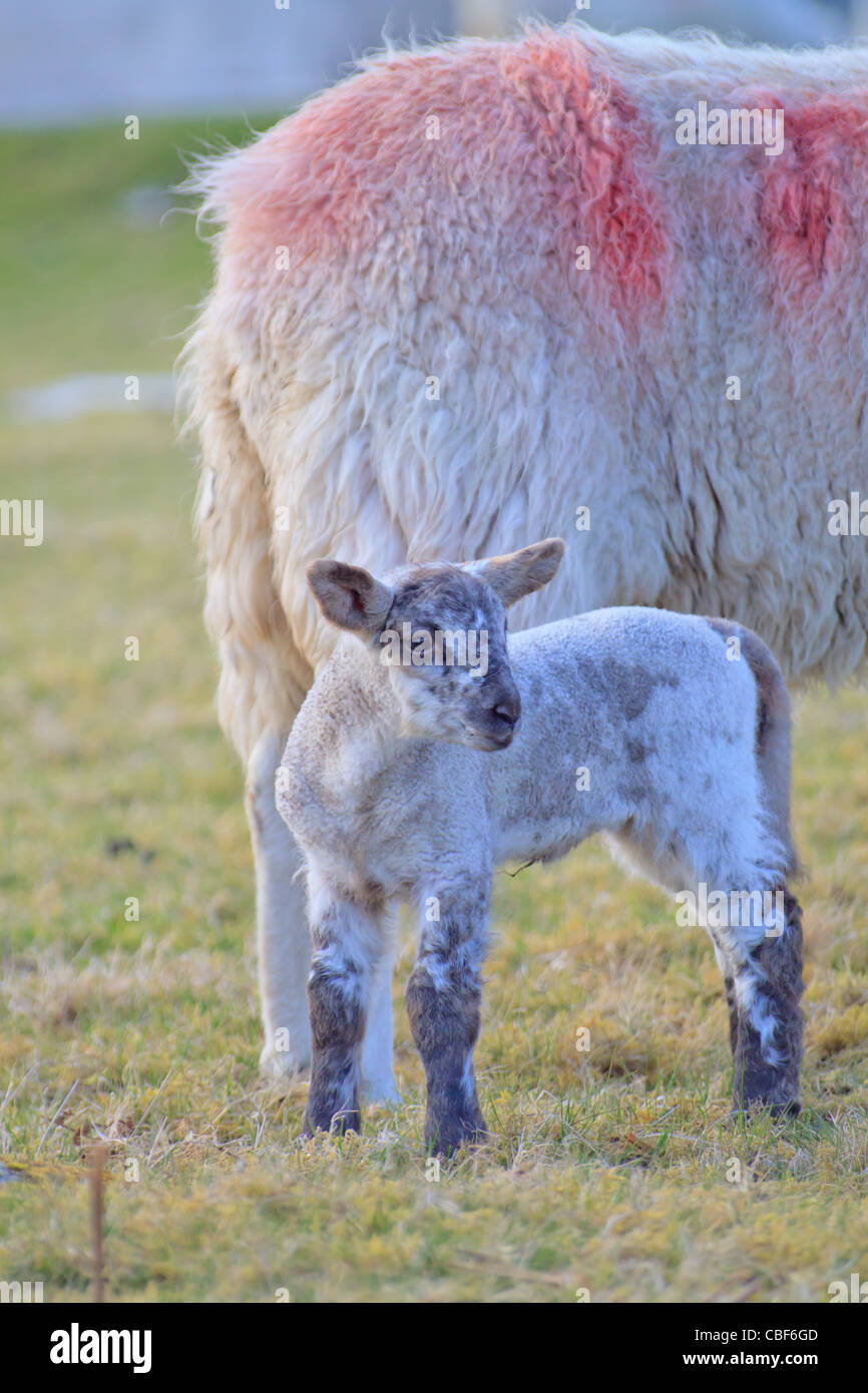 Spring lamb standing in a field close to ewe (Ovis aries Stock Photo ...