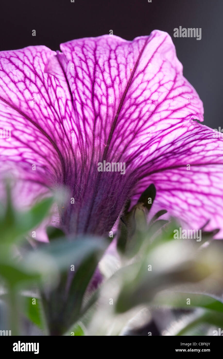 Petunia rose vein ‘Sunrove’, Pink flower subject Stock Photo - Alamy