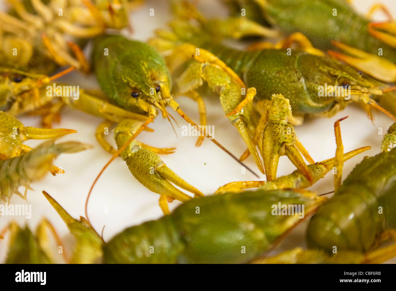 Crawfish castle hi-res stock photography and images - Alamy