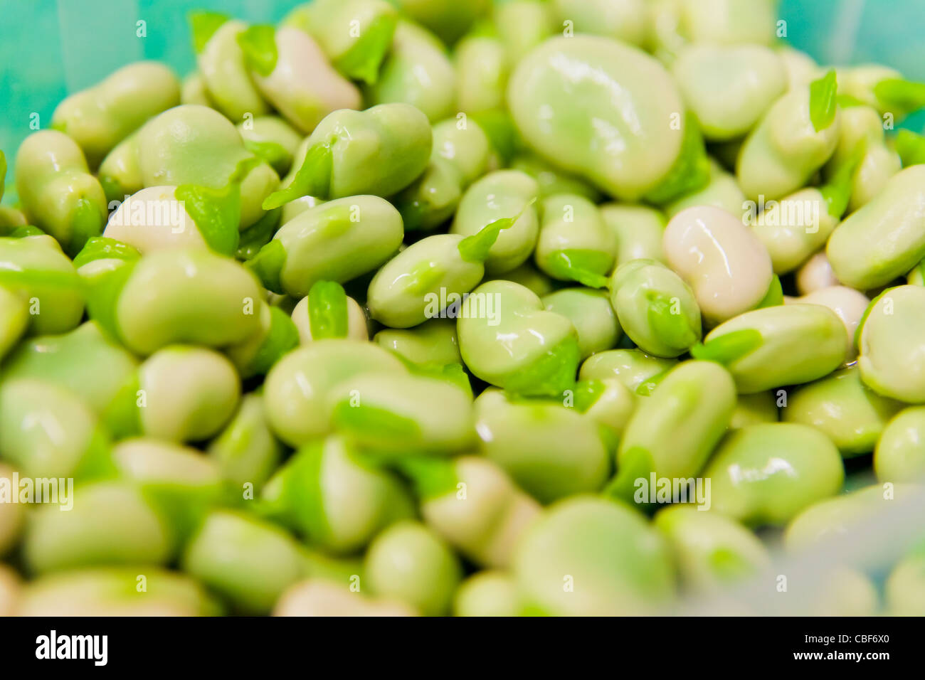 Broad bean. (fava bean), HOTEL DU CASTELLET,5 stud Relay and Castle in ...