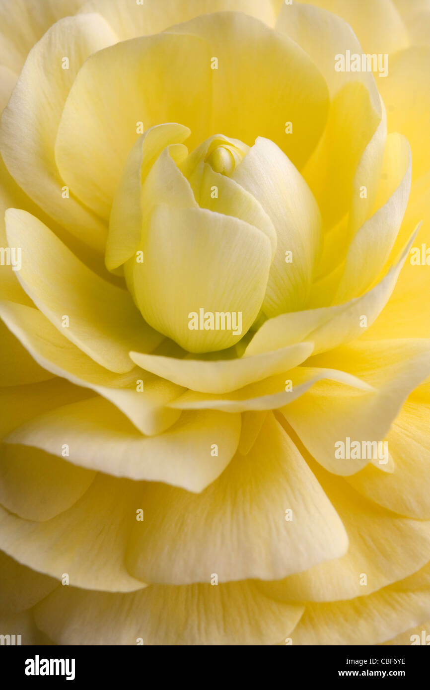 Ranunculus Cultivar, Cream flower subject Stock Photo - Alamy