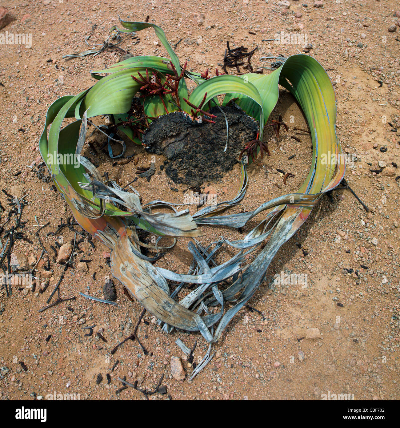 Welwitschia Mirabilis In The Desert, Angola Stock Photo - Alamy