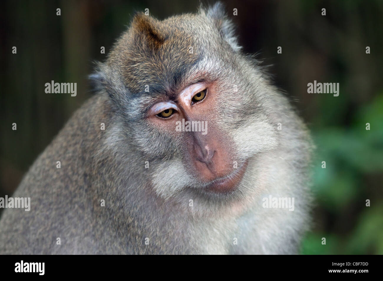 Monkey thinking hi-res stock photography and images - Alamy