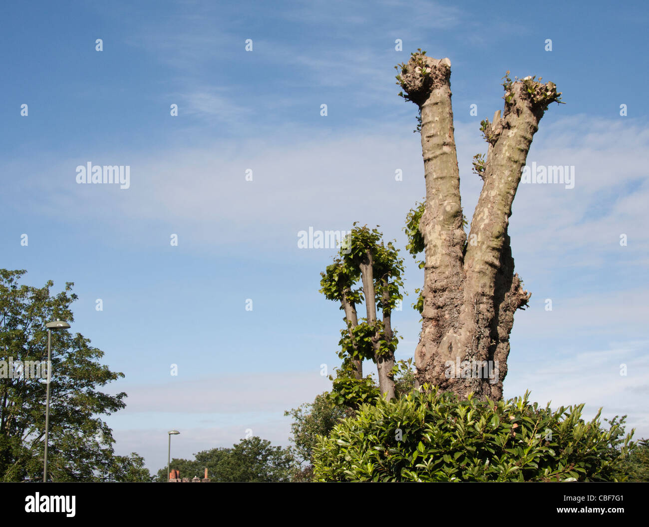 pollarded lime tree with fresh green leaves in suburban street with ...