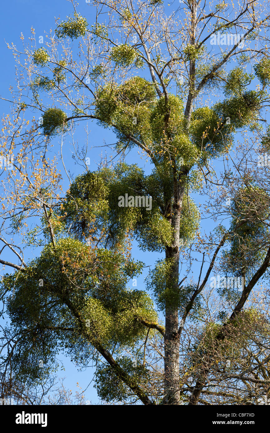 Growing mistletoe hi-res stock photography and images - Alamy