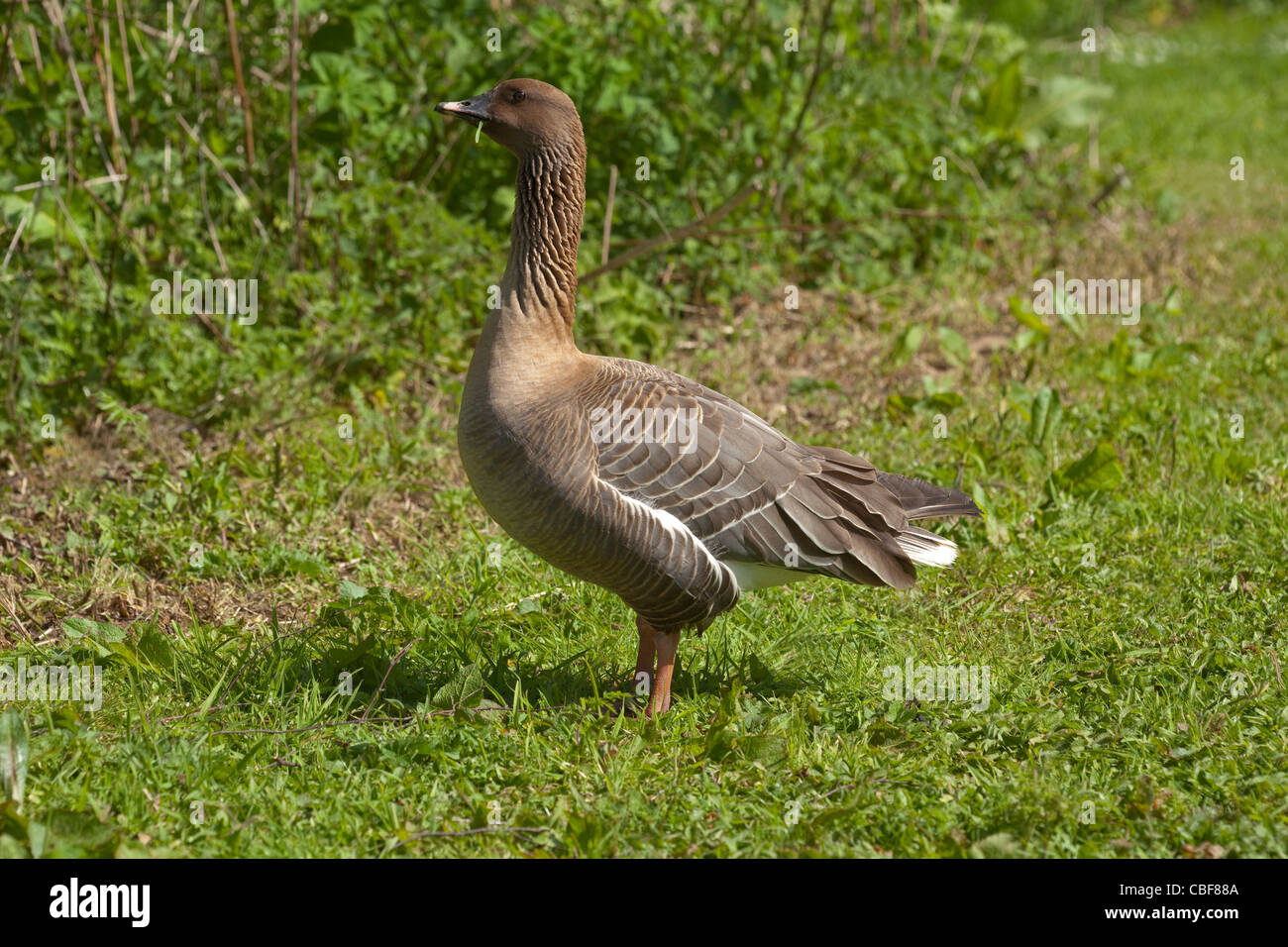 Alert goose hi-res stock photography and images - Alamy