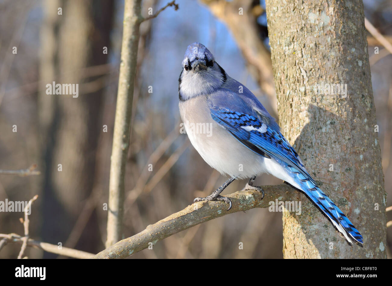 Blue Jay perched on a tree branch Stock Photo - Alamy