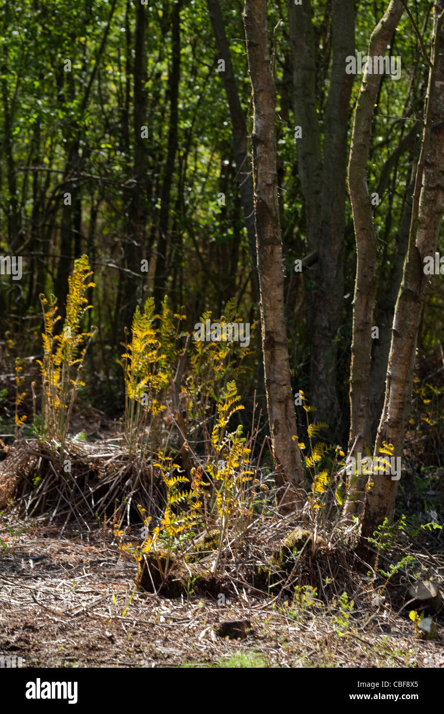 Royal Ferns ( Osmunda regalis). Frond emergence. Spring. Calthorpe ...