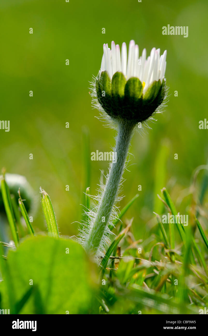 Very low angle shot of a young daisy, early, before it opens on a ...