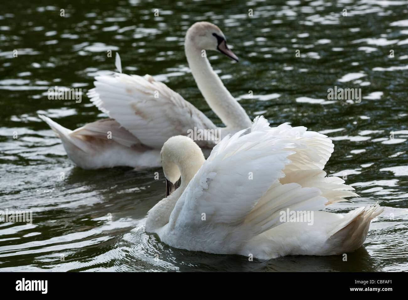 Swans body hi-res stock photography and images - Alamy