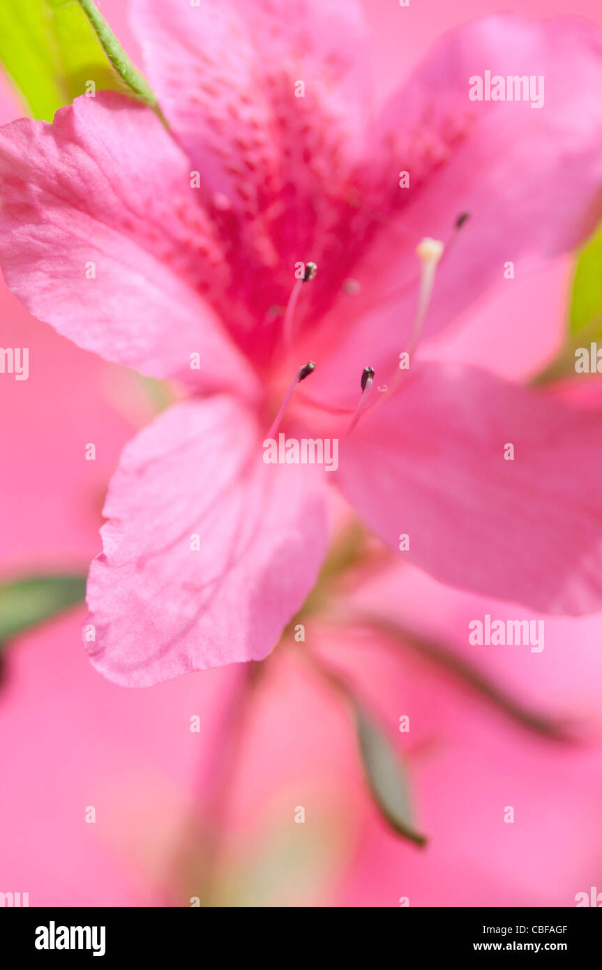 Rhododendron, Azalea, Pink flower petals and stamen Stock Photo - Alamy