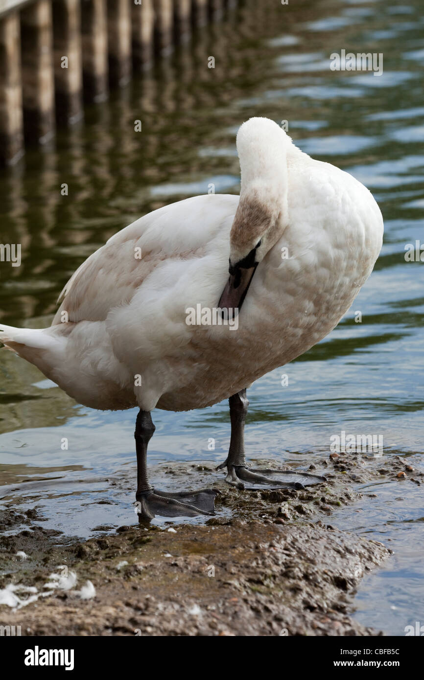 Animal bird swan birds feet hi-res stock photography and images - Alamy
