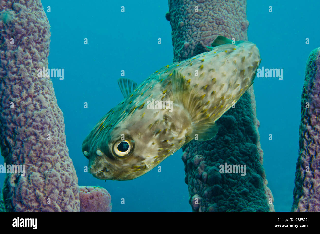 Balloonfish (Diodon holocanthus) in Stove-pipe Sponge (Aplysina archeri ...