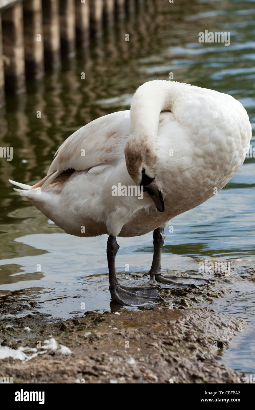 Animal bird swan birds feet hi-res stock photography and images - Alamy