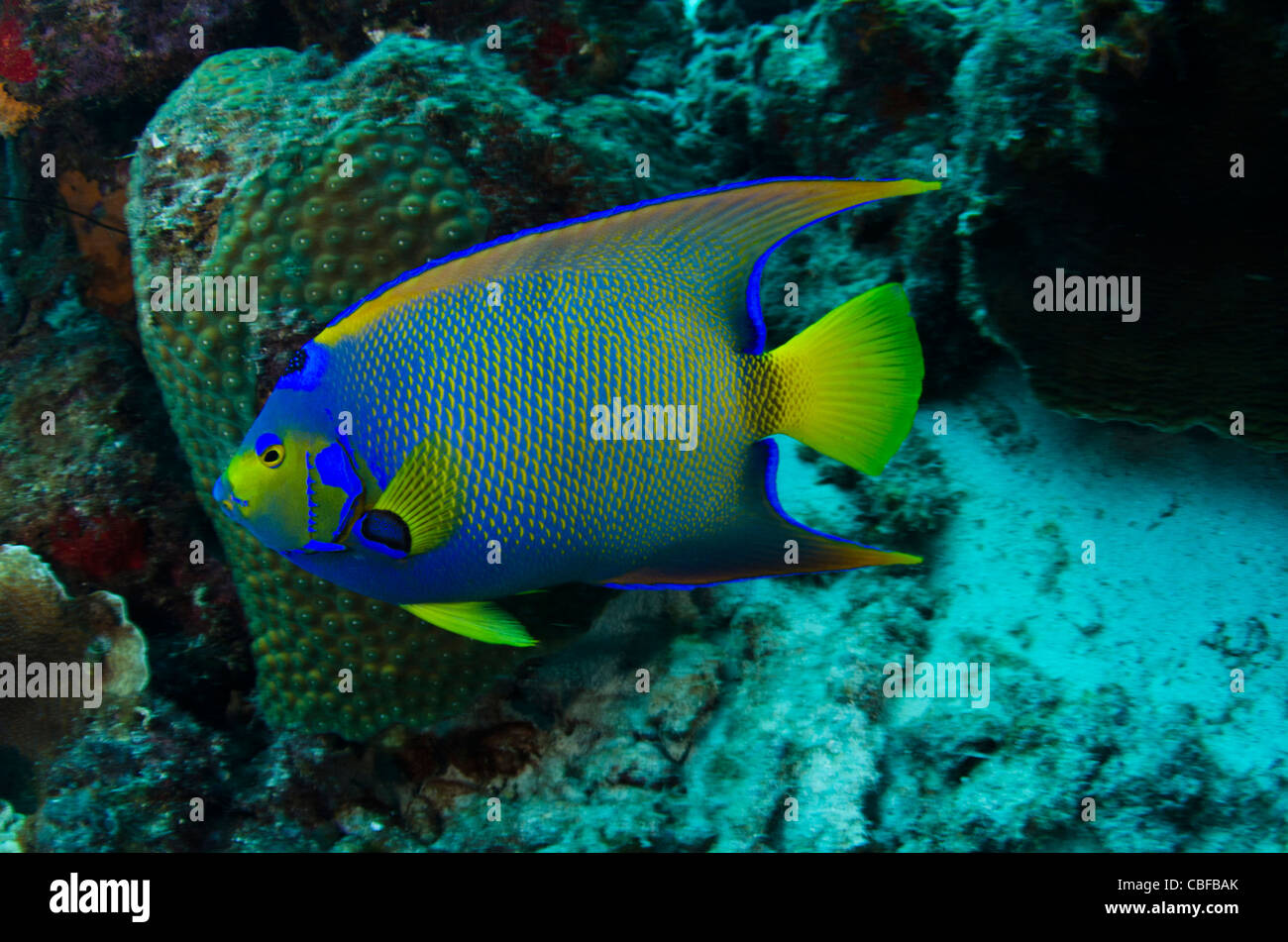 Queen Angelfish (Holacanthus ciliaris), Bonaire, Netherlands Antilles ...