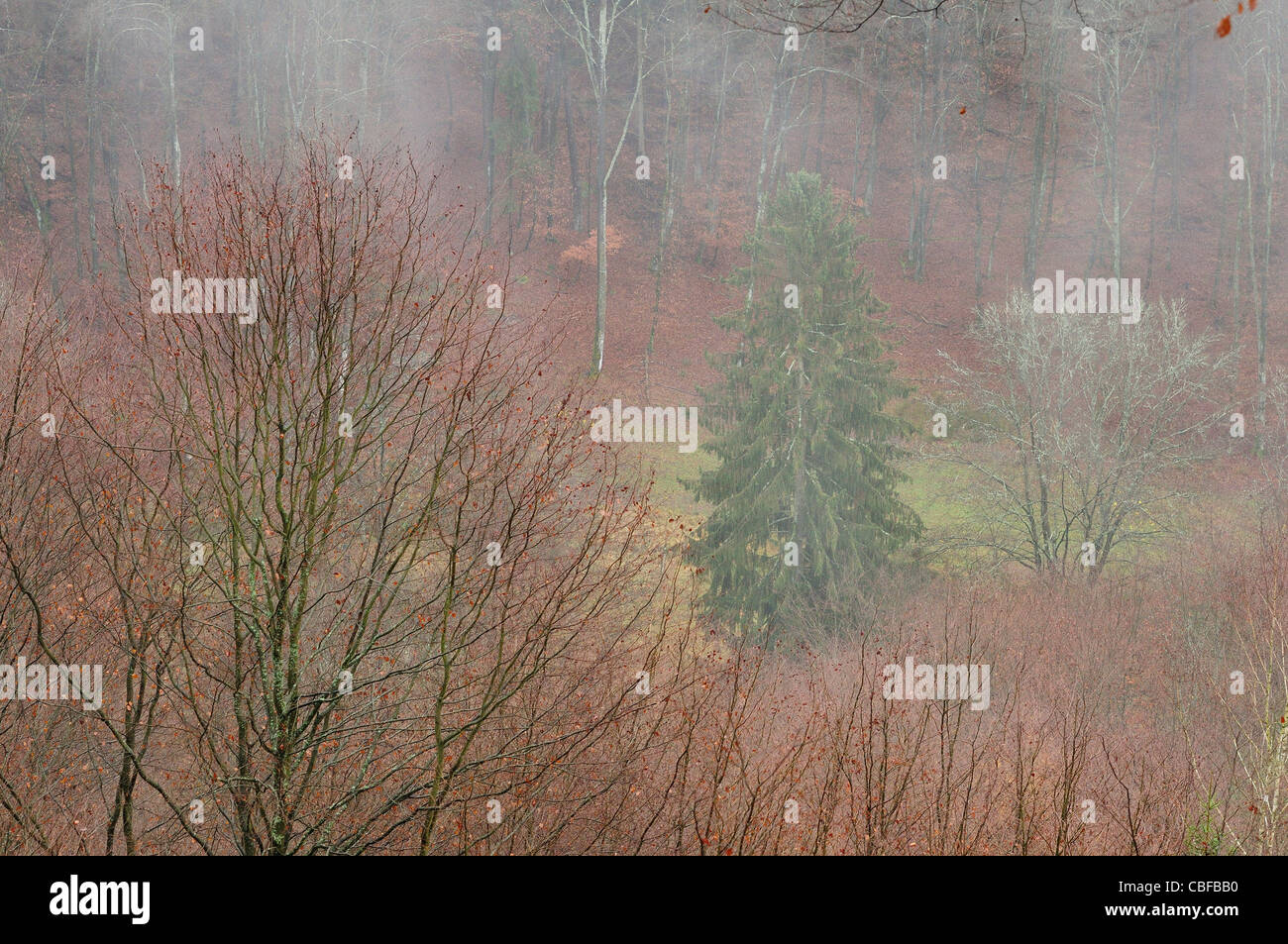 End of autumn season in forest, Baerenthal, Parc naturel des Vosges du ...