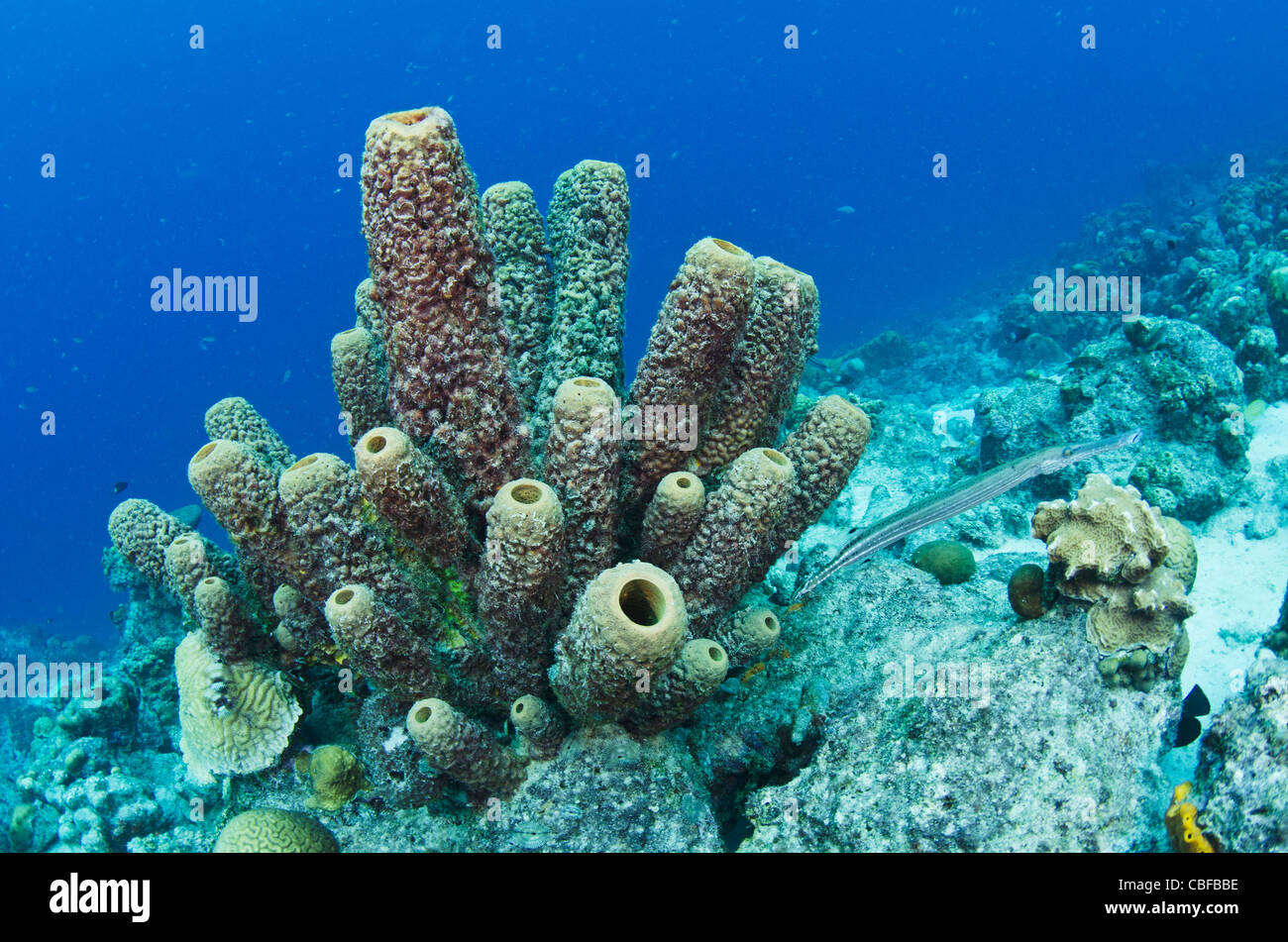 Brown Tube Sponge (Agelas conifera), Bonaire, Netherlands Antilles ...