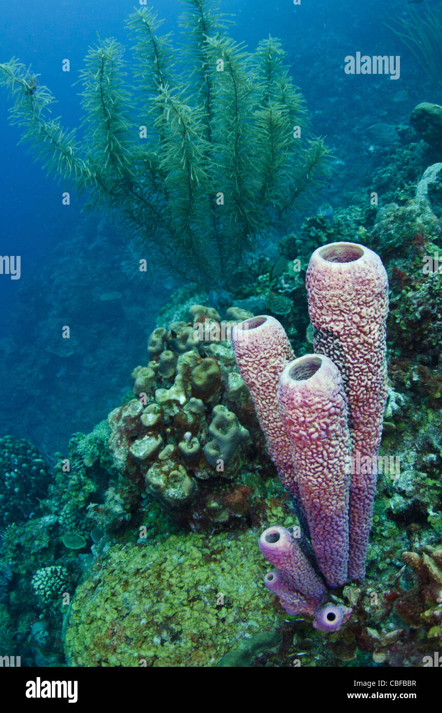 Aplysina archeri hi-res stock photography and images - Alamy