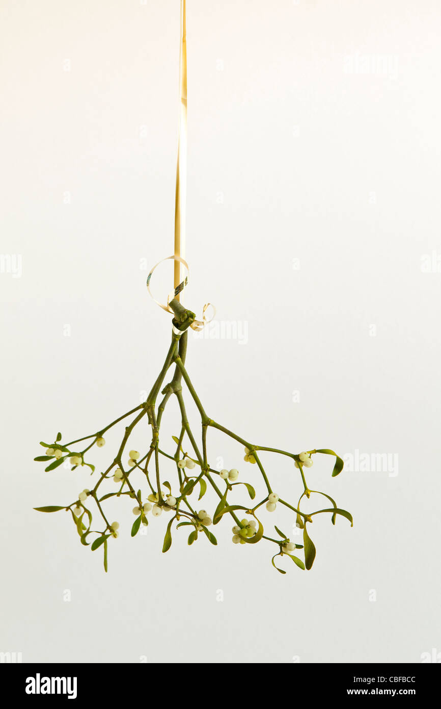 A bunch of mistletoe hanging by a golden ribbon against a white ...