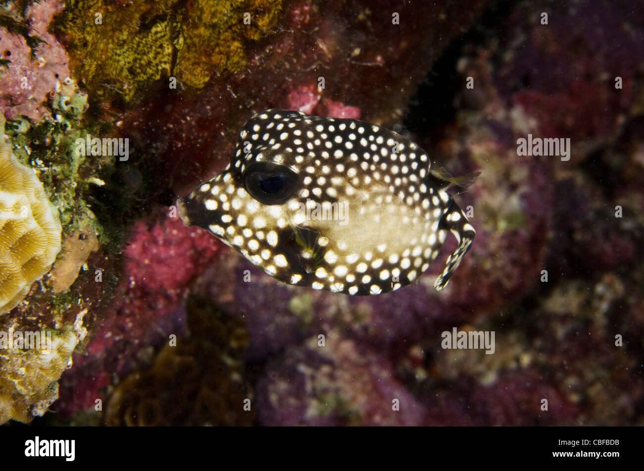 Smooth Trunkfish (Lactophrys triqueter), Bonaire, Netherlands Antilles ...