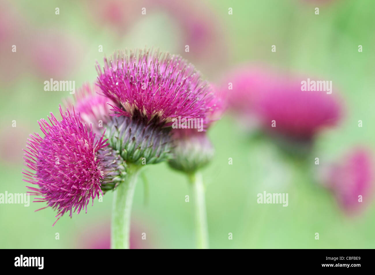 Cirsium rivulare Atropurpureum, Thistle, Brook thistle, Purple flowers ...