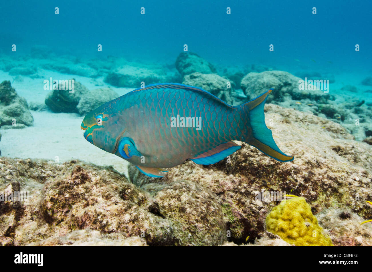 Queen Parrotfish (Scarus vetula), Bonaire, Netherlands Antilles ...