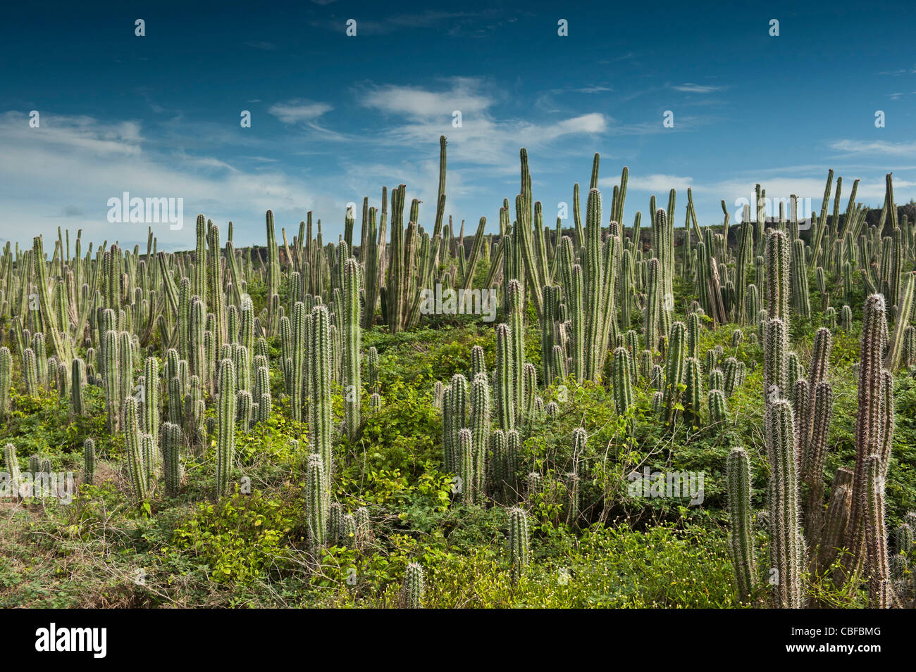 Datu Cactus (Ritterocereus griseus), Slagbaai National Park, Bonaire ...