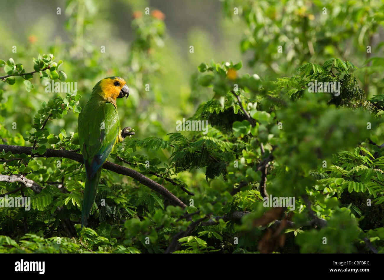 Aratinga pertinax pertinax hi-res stock photography and images - Alamy
