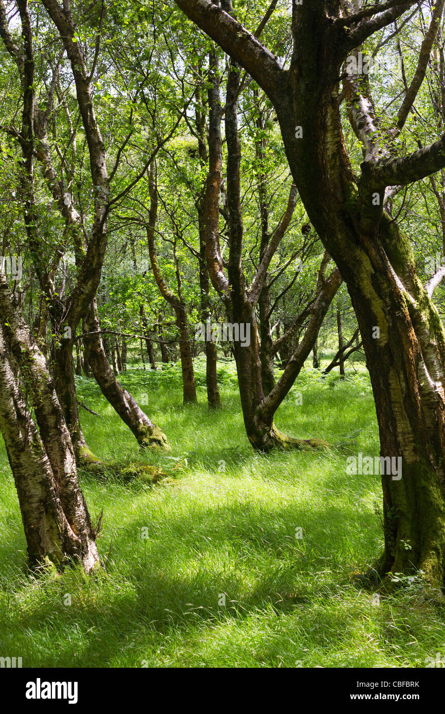 meadow with trees at Glendalough, County Wicklow, Ireland Stock Photo ...