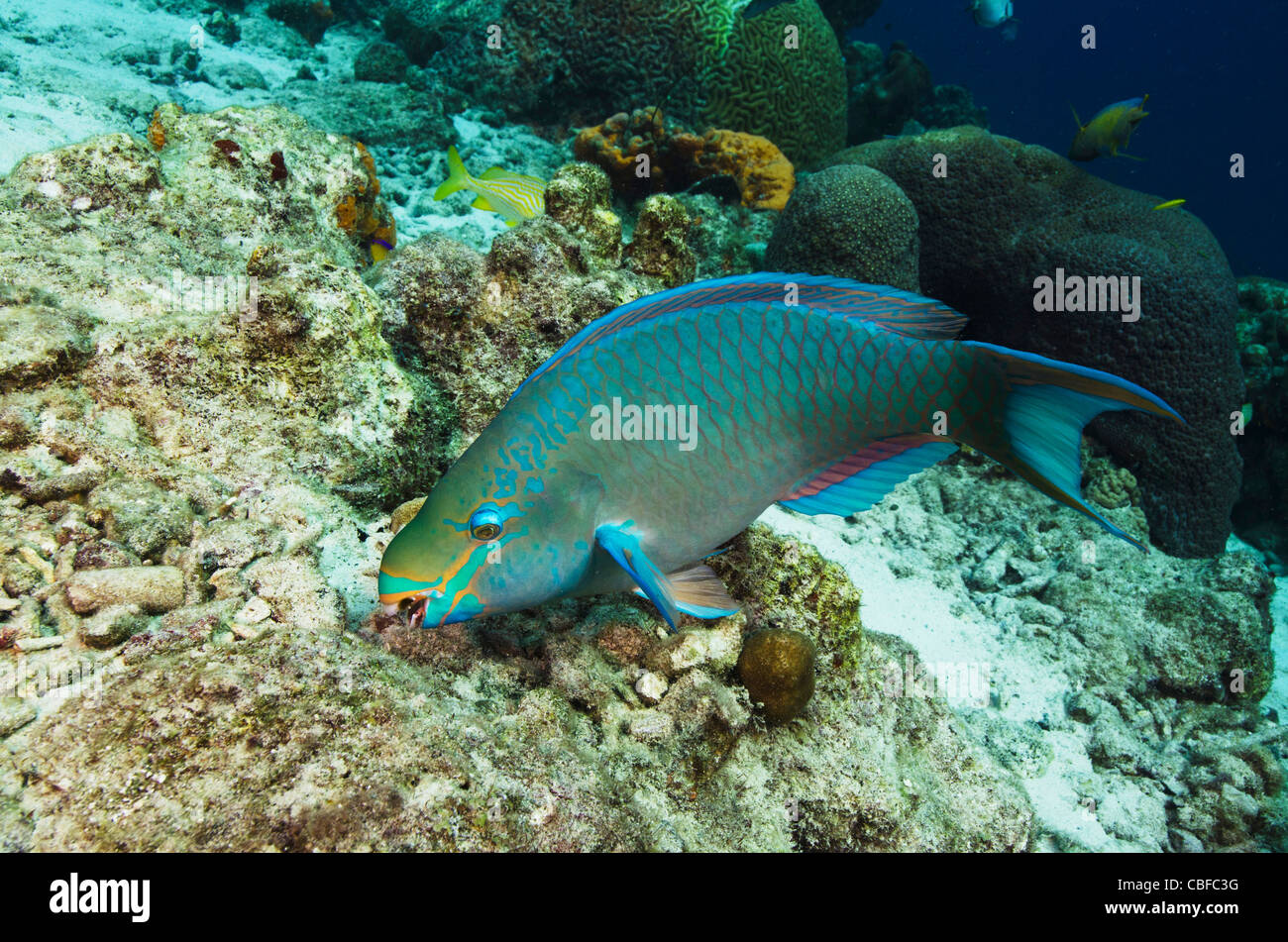Parrotfish hi-res stock photography and images - Alamy