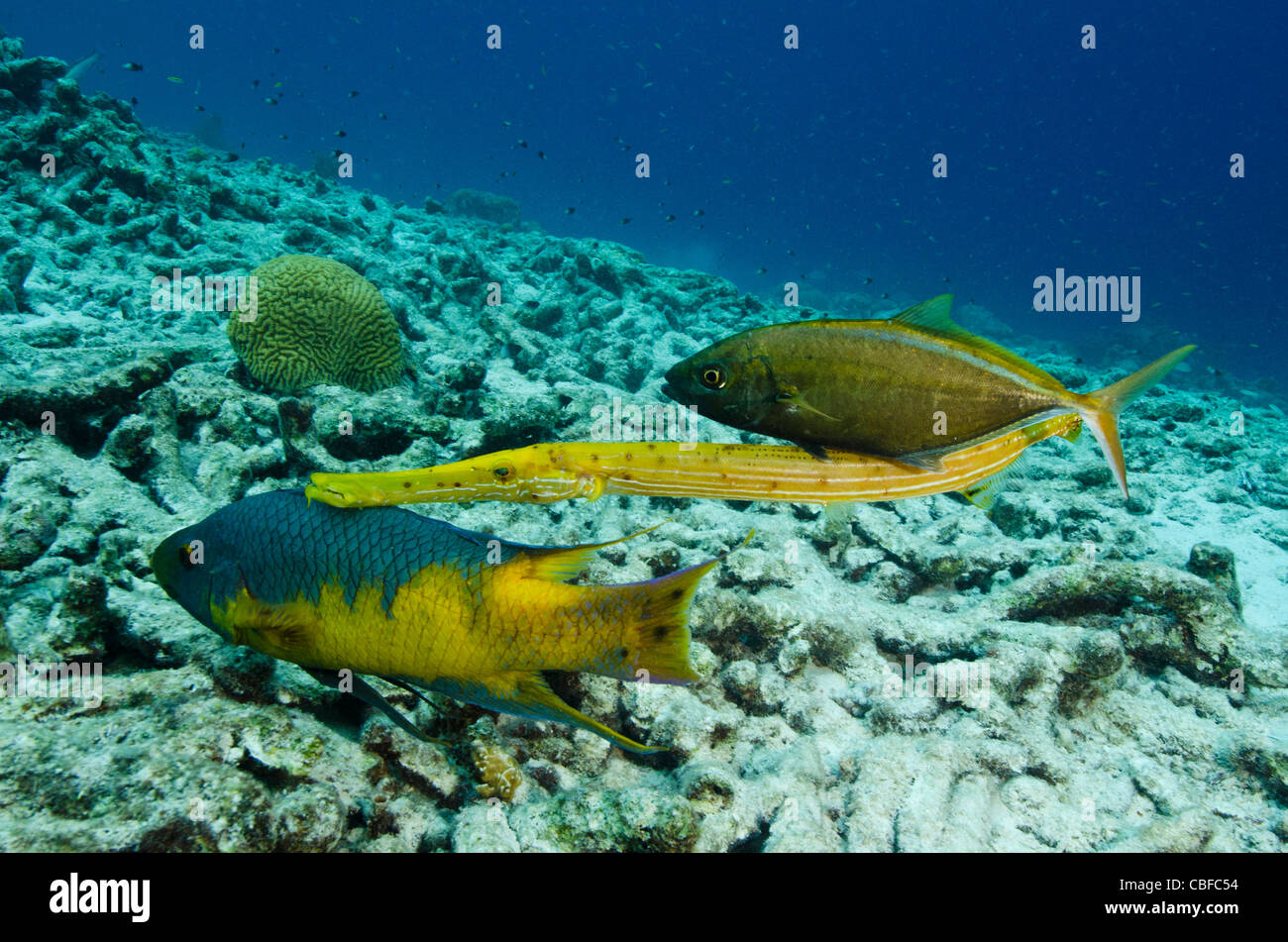 Spanish Hogfish (Bodianus rufus), Trumpetfish (Aulostomus maculatus ...
