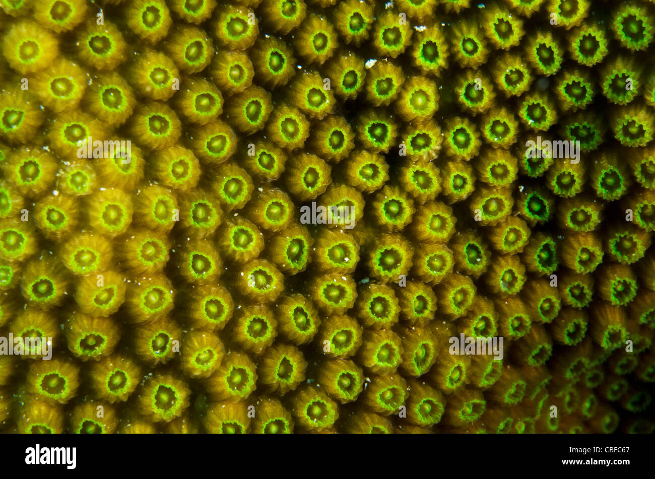 Great Star Coral (Montastraea cavernosa), Bonaire, Netherlands Antilles ...