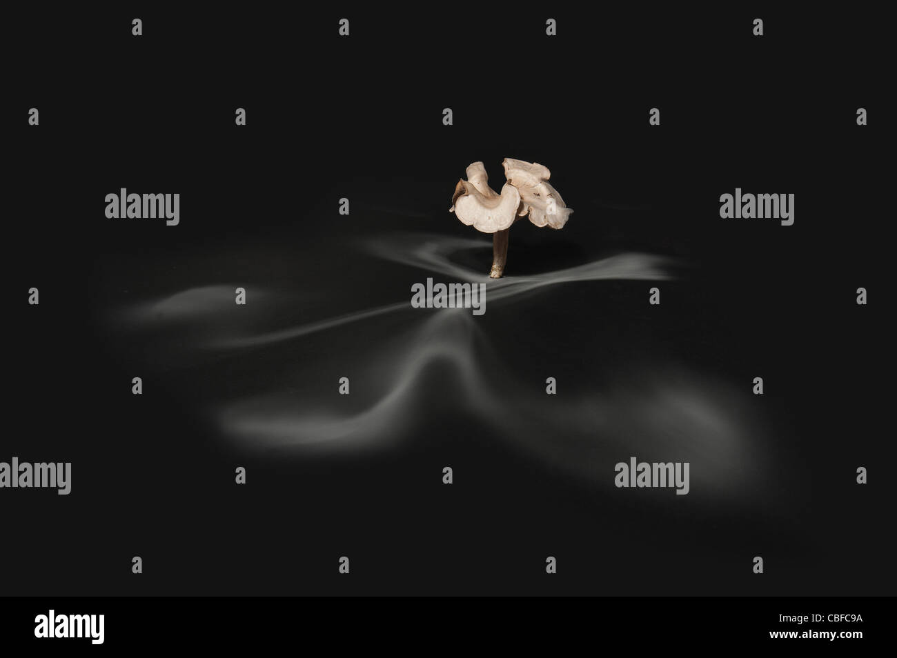 Spore dispersal from fruiting body of a toadstool mushroom over 24 hrs ...