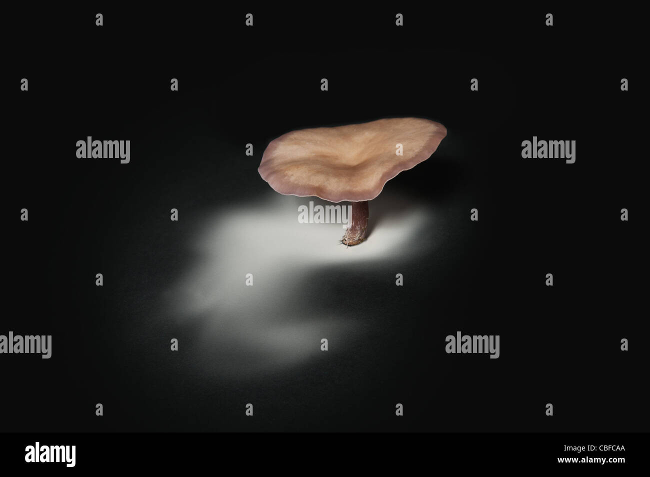 Spore dispersal from fruiting body of a toadstool mushroom over 24 hrs ...