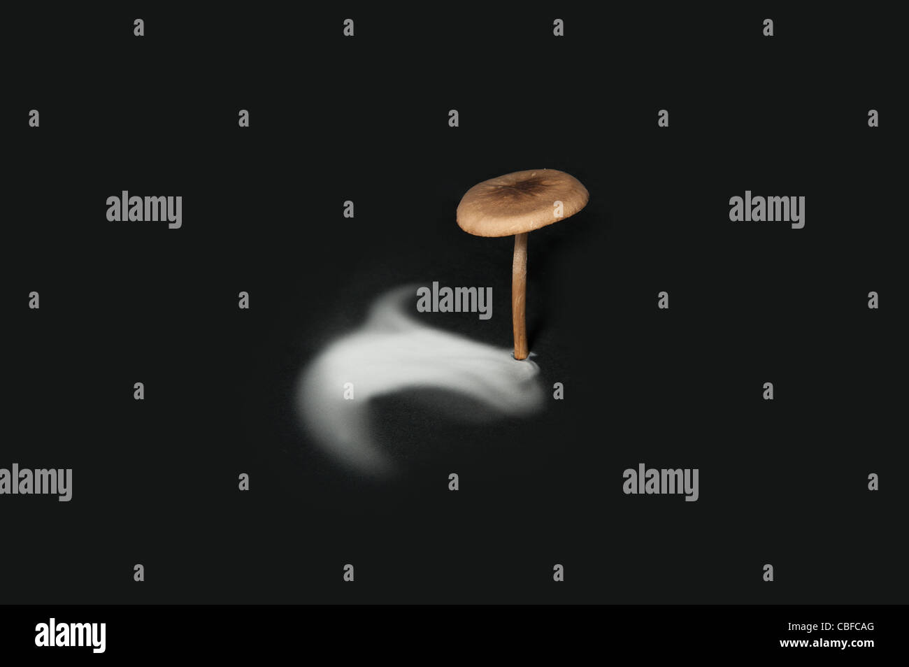 Air borne dispersal spores hi-res stock photography and images - Alamy