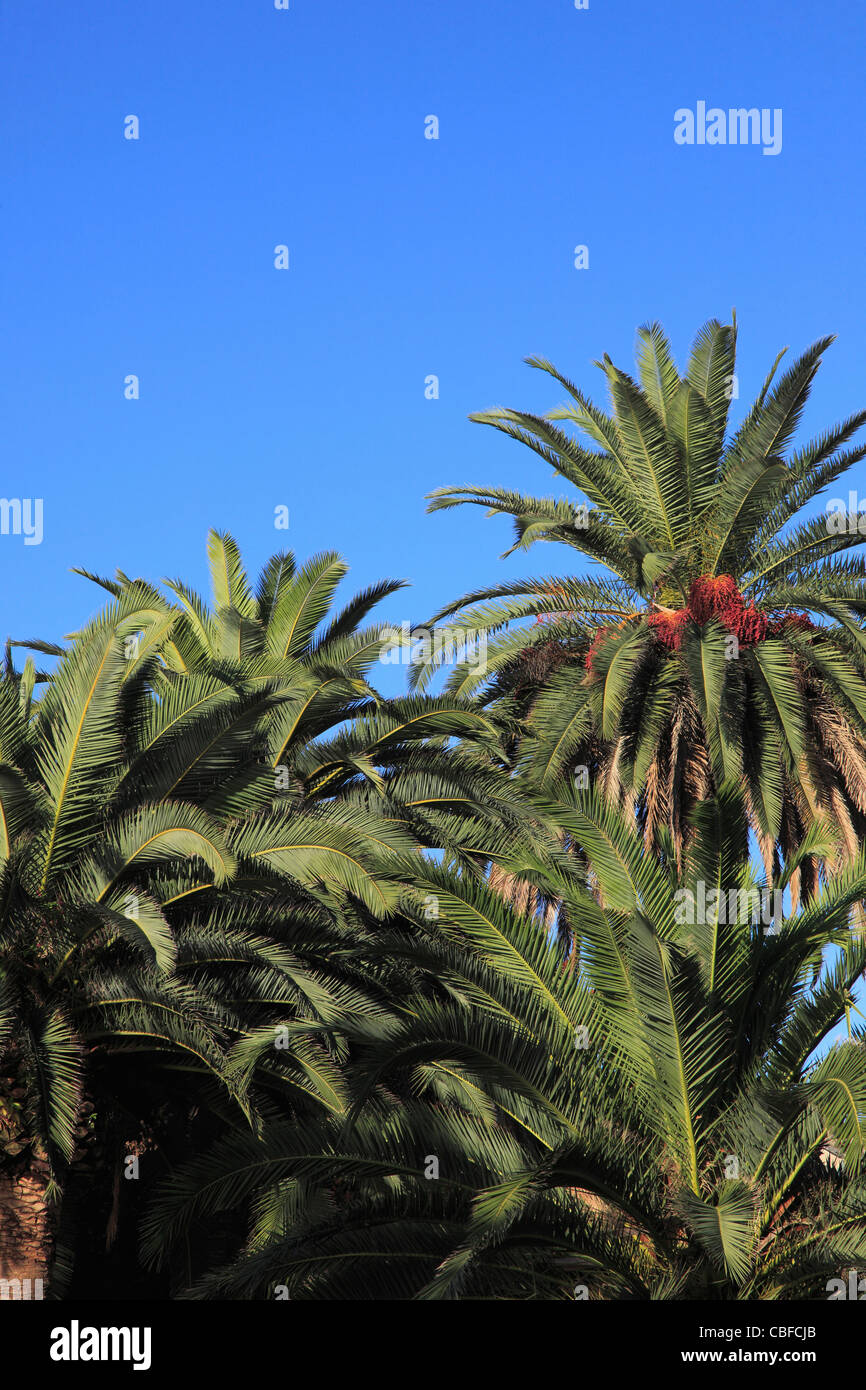 Italy, Liguria, Rapallo, palm trees Stock Photo - Alamy