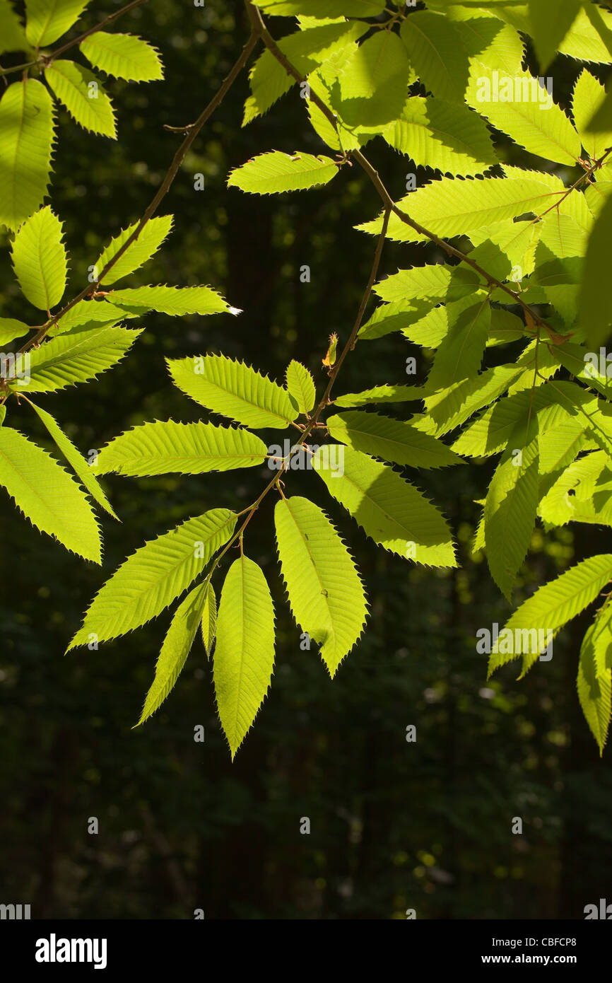 Castanea sativa leaves hi-res stock photography and images - Alamy
