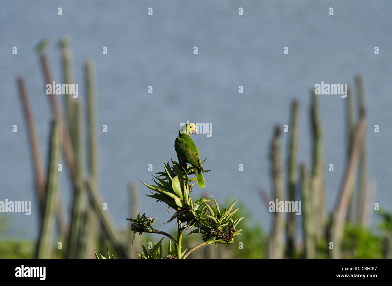 Yellow Shouldered Parrot (Amazona barbadensis) on Cactus, Bonaire ...
