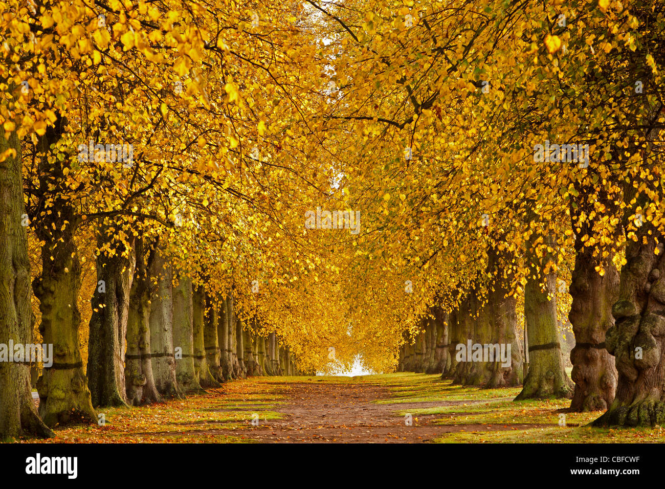 Old Lime Tree In Autumn Leaves High Resolution Stock Photography and ...