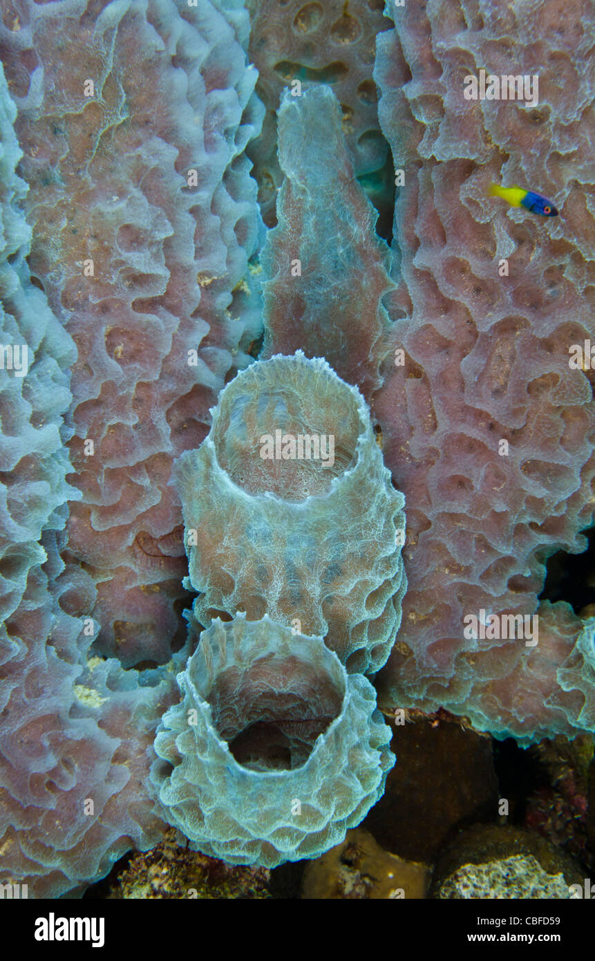 Azure Vase Sponge (Callyspongia Plicifera), Bonaire, Netherlands ...
