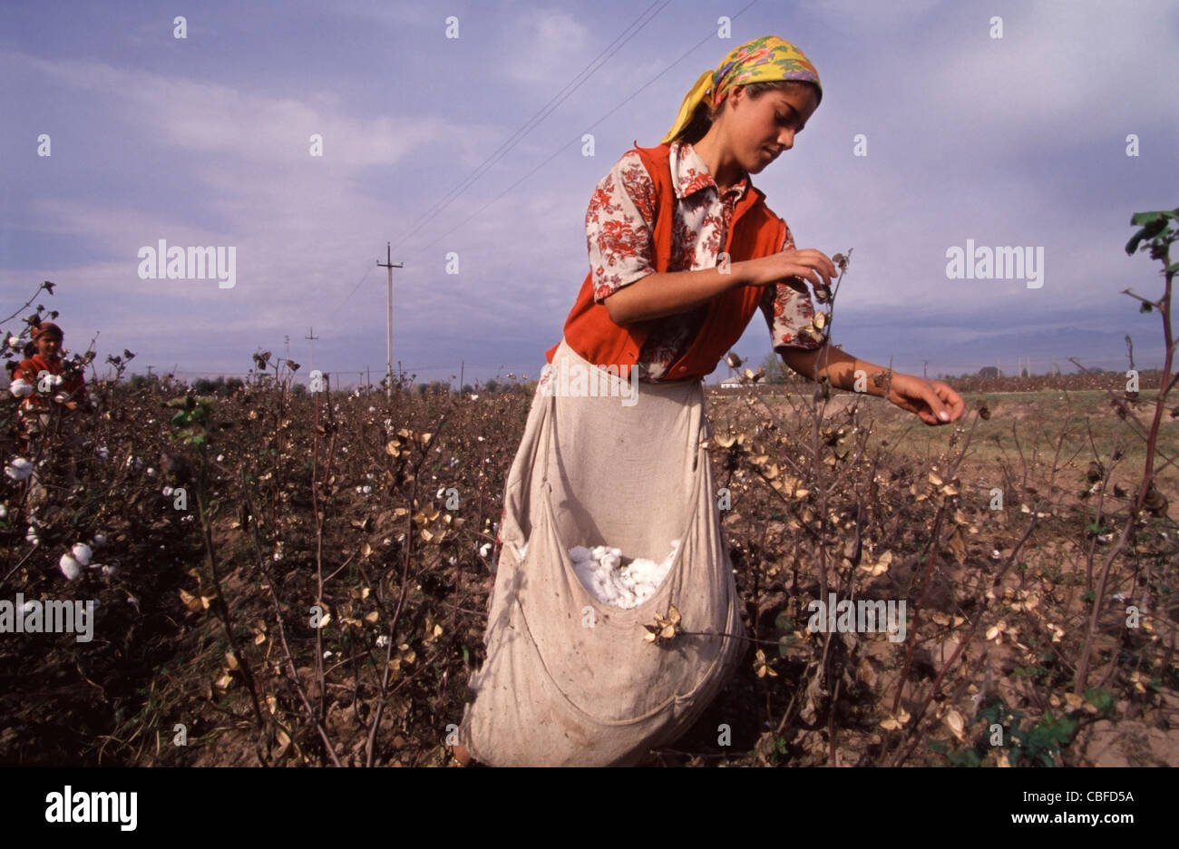 Young Tajik girl picking cotton along Tajikistan highway A385 100km ...