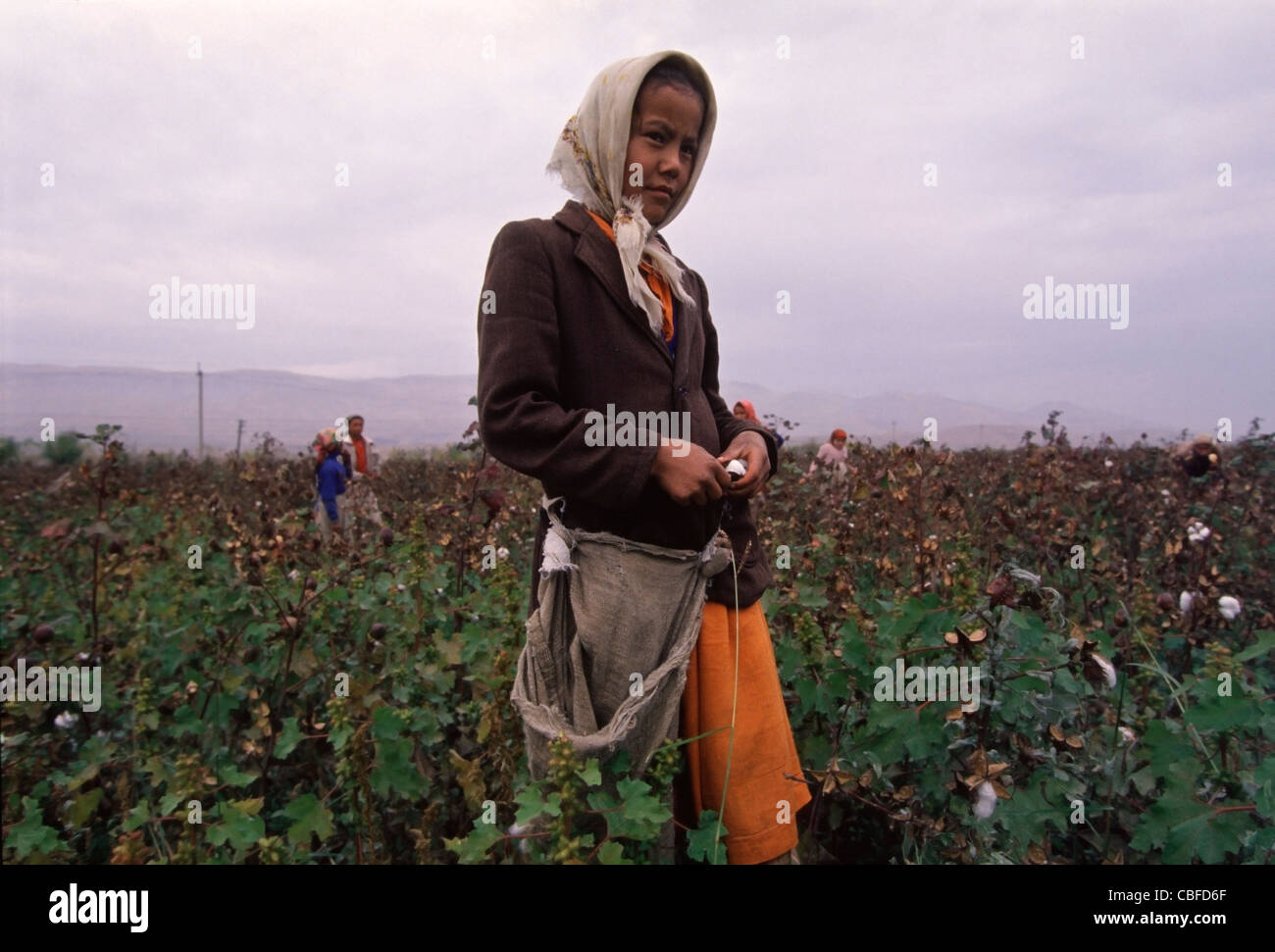 Young Tajik girls picking cotton along Tajikistan highway A385 100km ...