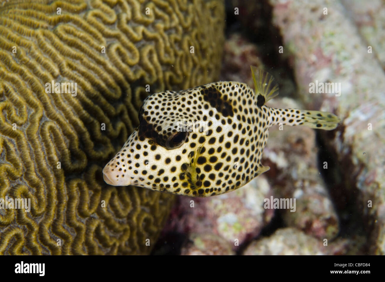 Spotted Trunkfish (Lactophrys bicaudalis), Bonaire, Netherlands ...