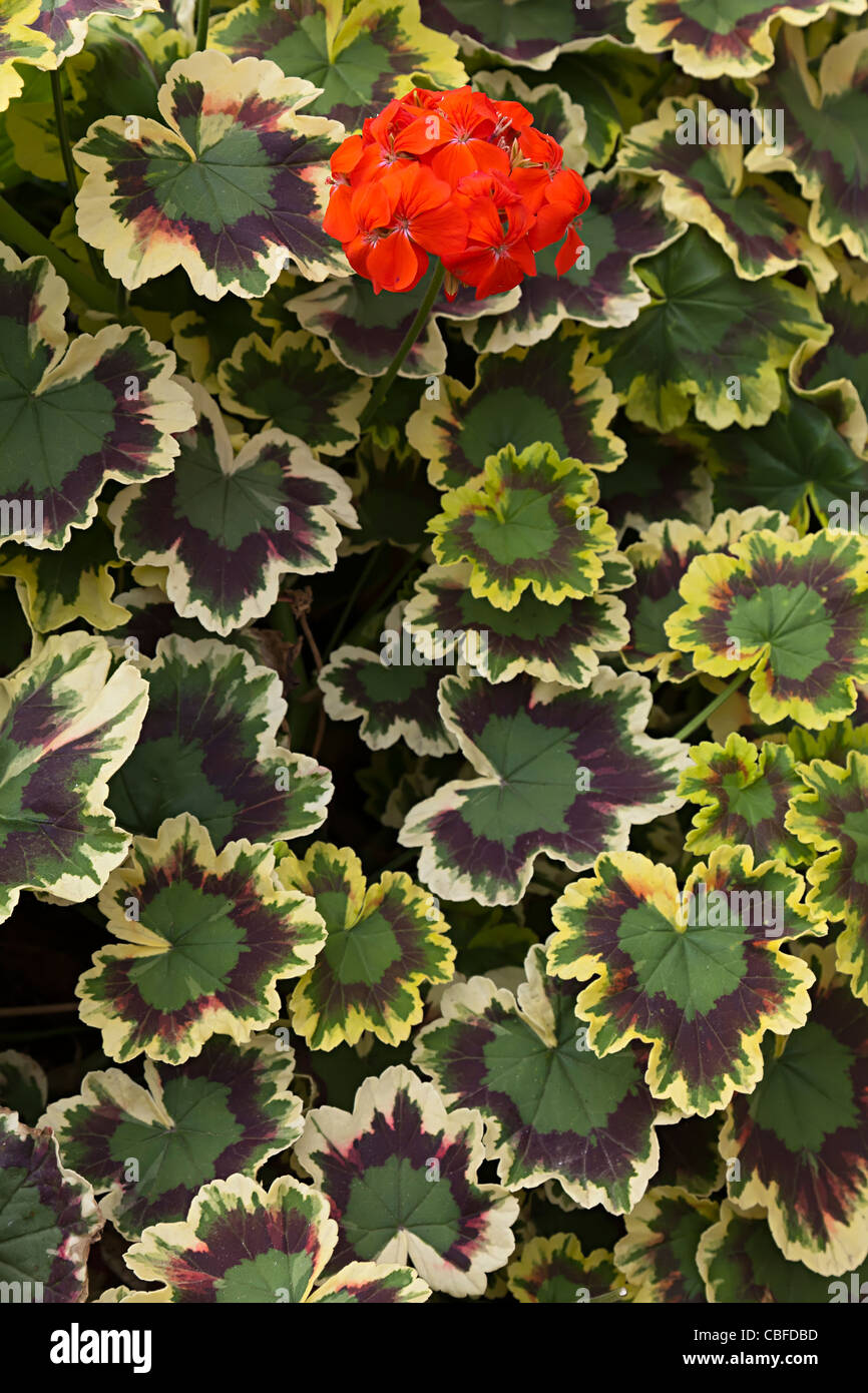 Pelargonium variegated leaves hi-res stock photography and images - Alamy
