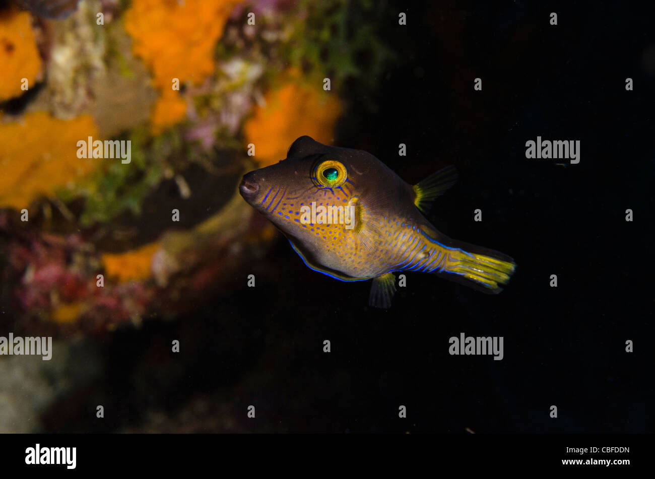 Sharpnose Puffer (Canthigaster rostrata), Bonaire, Netherlands Antilles ...