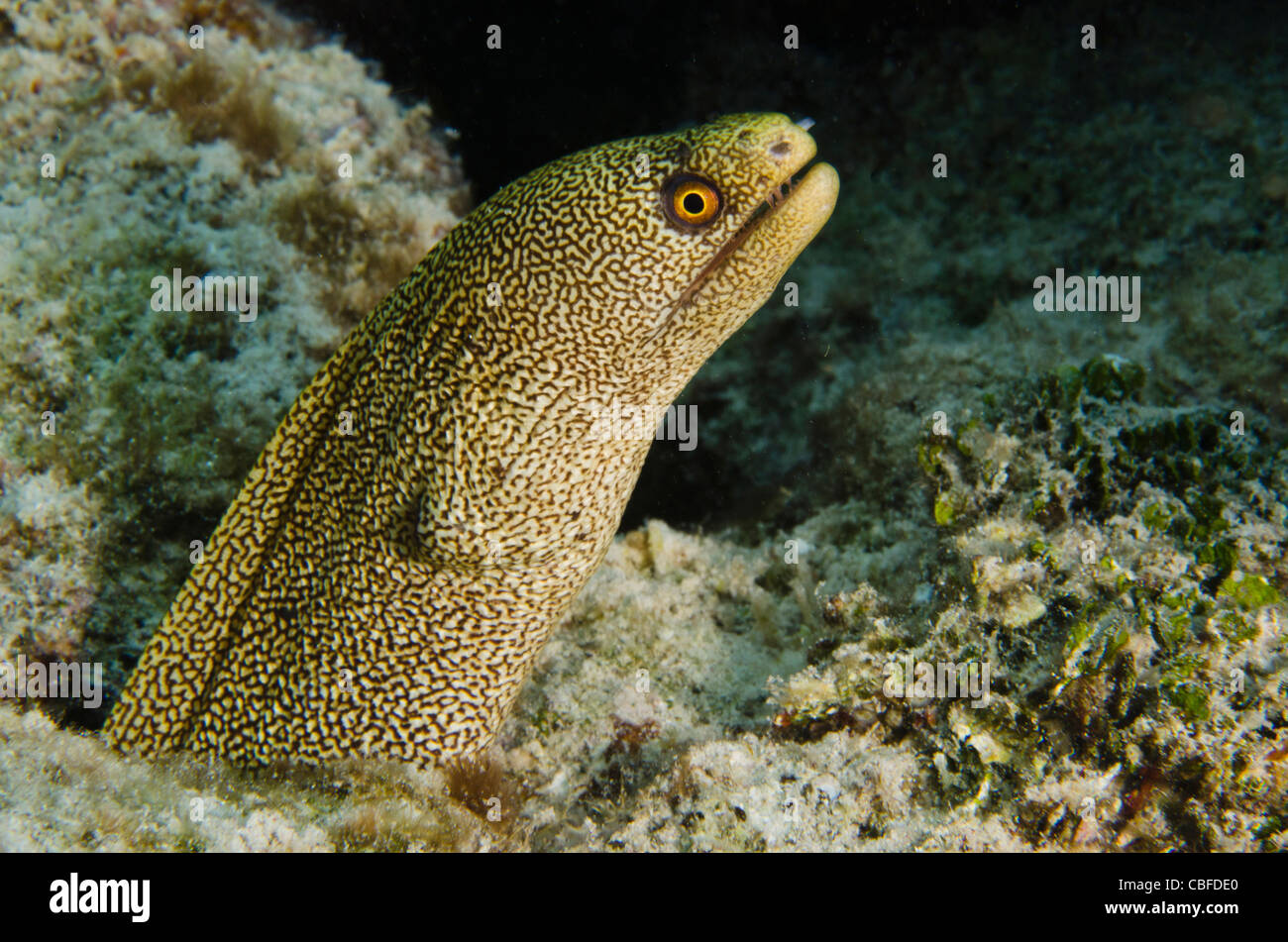 Goldentail moray gymnothorax miliaris hi-res stock photography and ...