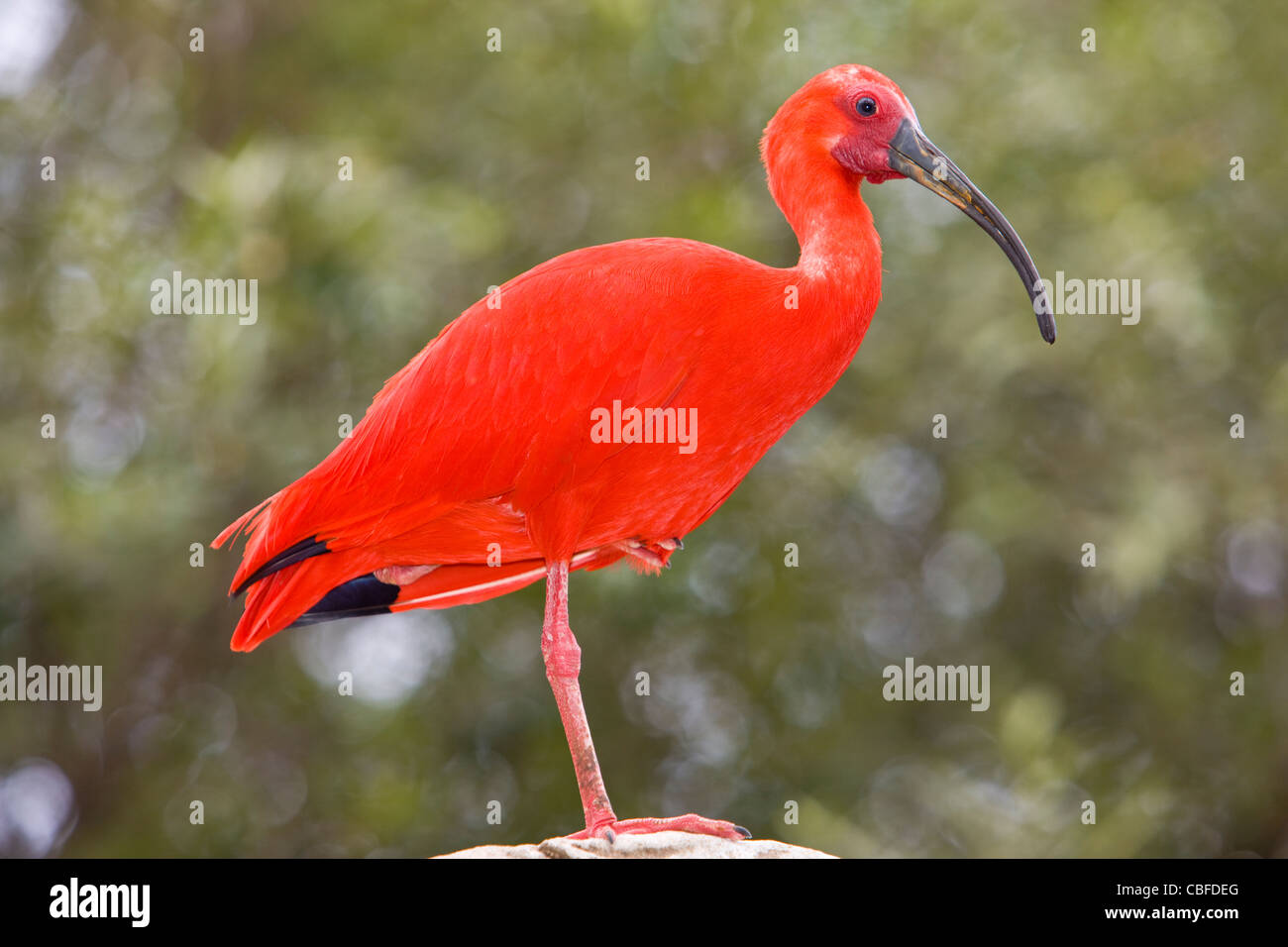 Scarlet Ibis (Eudocimus ruber Stock Photo - Alamy